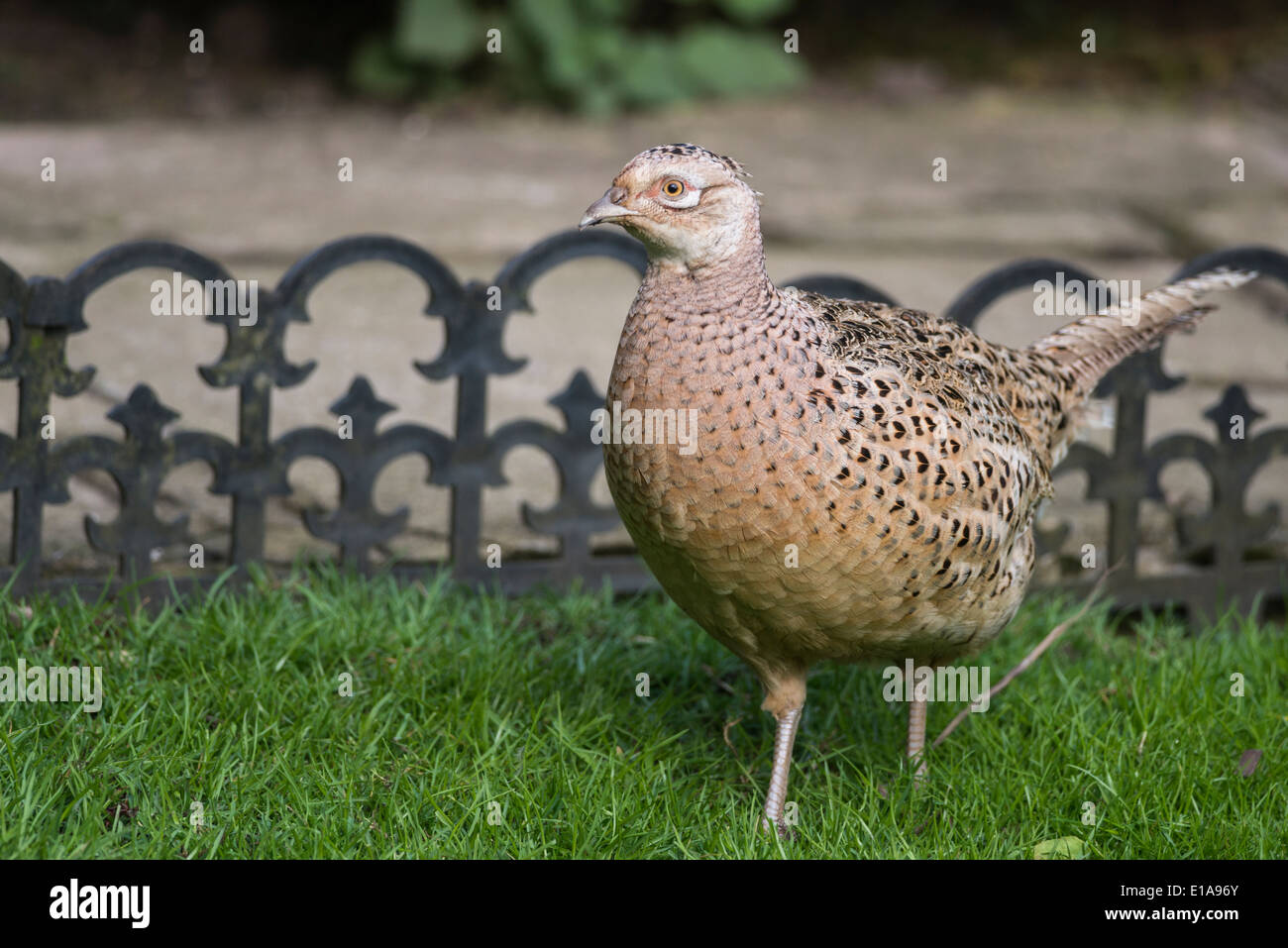 Female partridge hi-res stock photography and images - Alamy