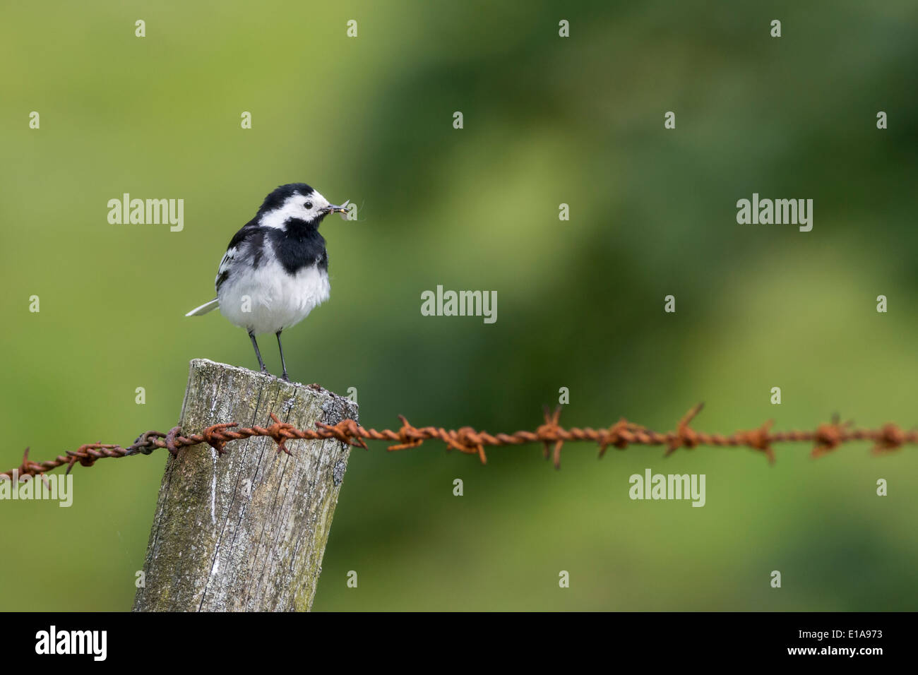 Bird catching insect hi-res stock photography and images - Alamy