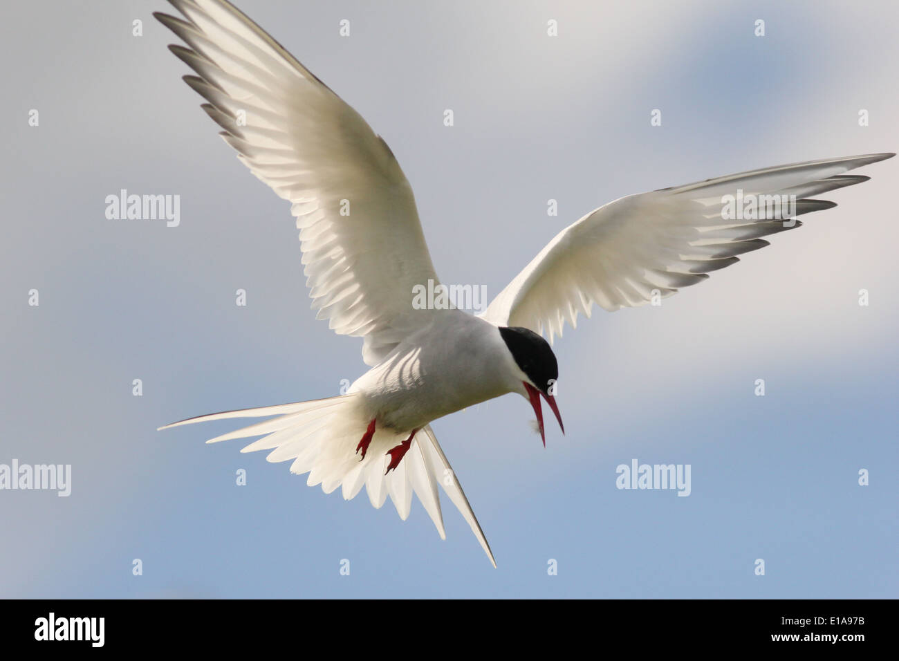 Arctic tern in flight Stock Photo - Alamy