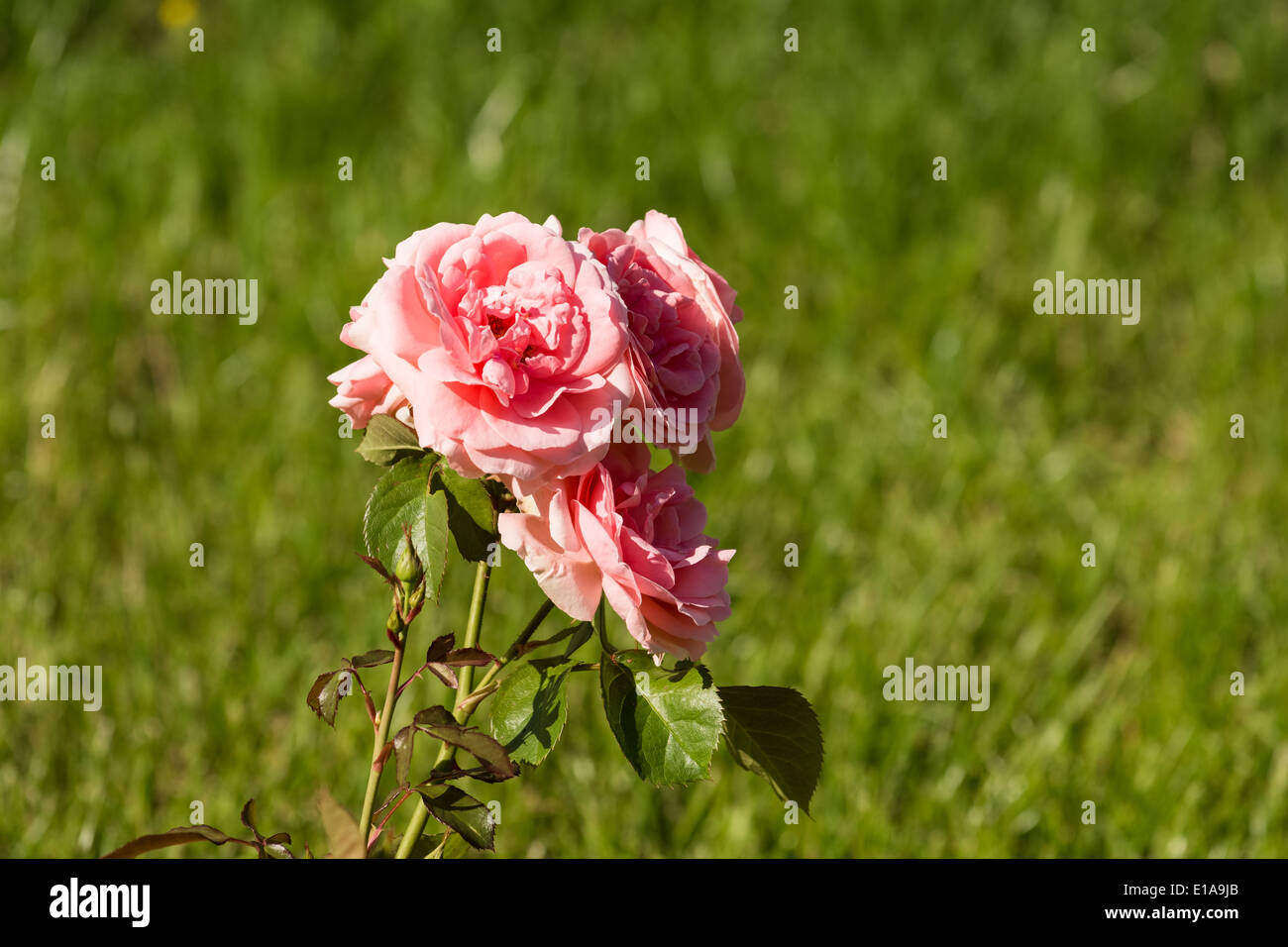Green grass background hi-res stock photography and images - Alamy