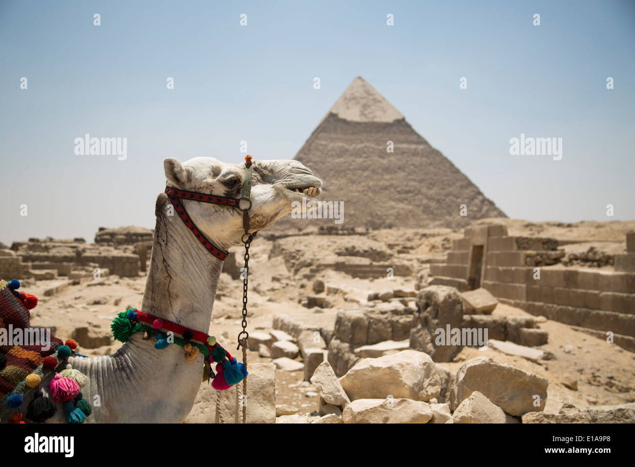 A camel takes a rest beside the Giza pyramid in Cairo outskirt on July ...