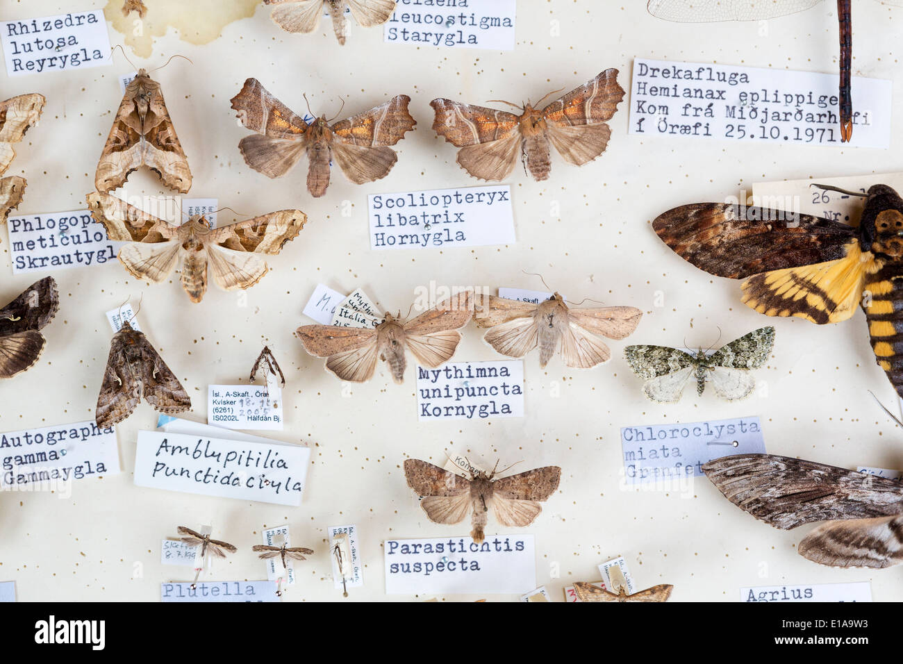 Framed butterflies hi-res stock photography and images - Alamy