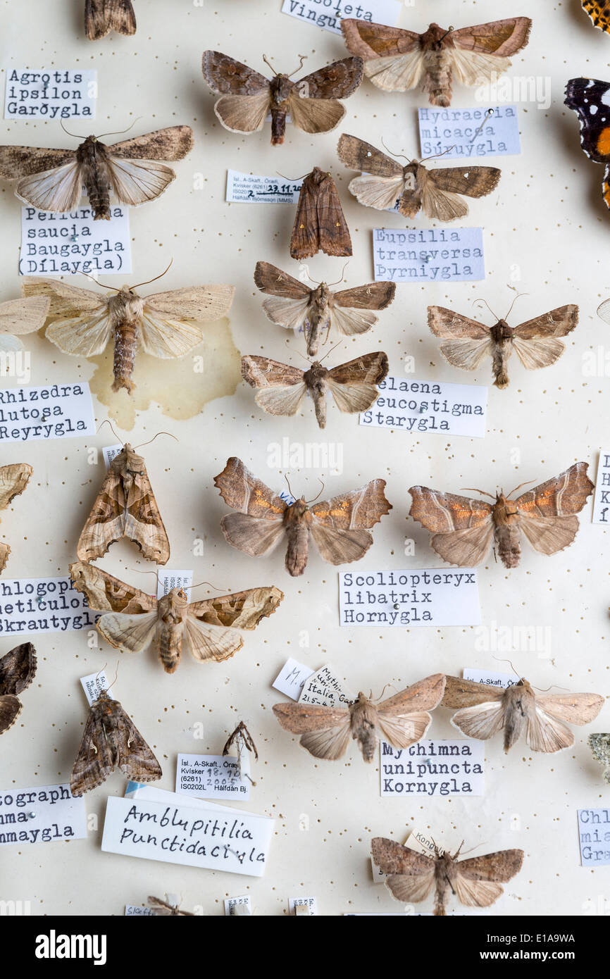 Framed butterflies hi-res stock photography and images - Alamy