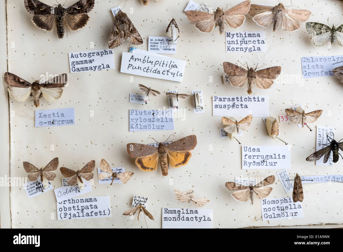 Framed butterflies hi-res stock photography and images - Alamy