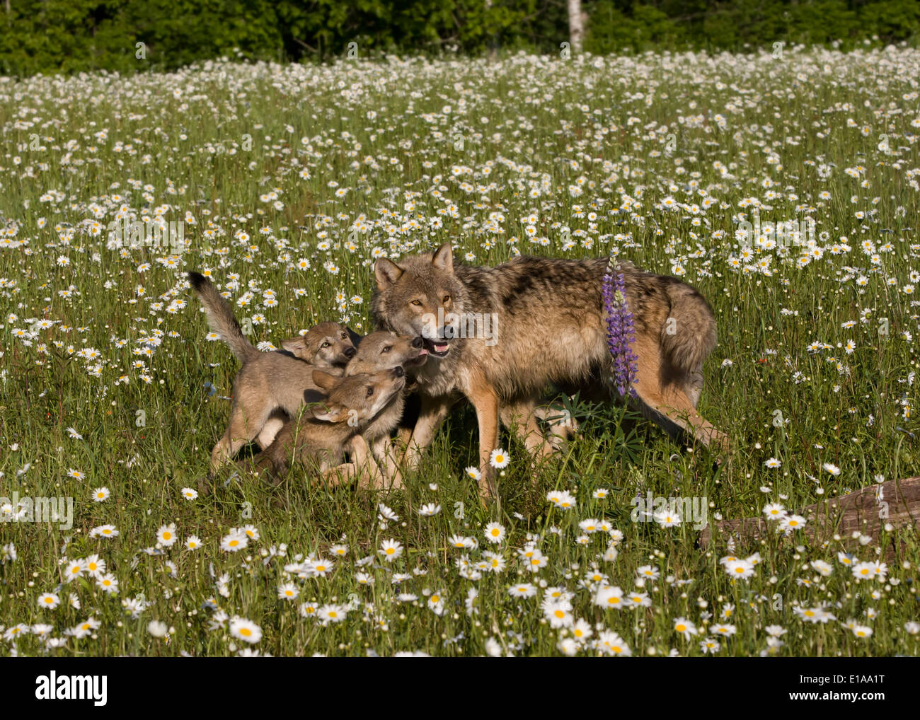 Wolf Puppies Trying to get Mom's attention Stock Photo - Alamy