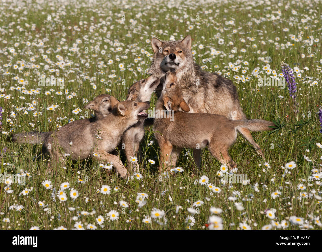 Wolf family hi-res stock photography and images - Alamy