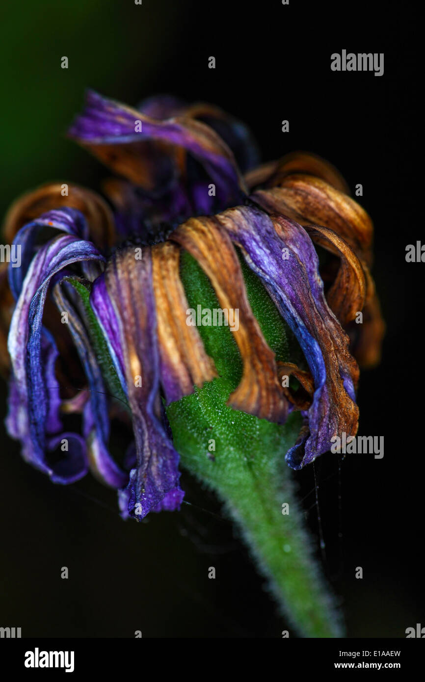 Dead daisy hi-res stock photography and images - Alamy