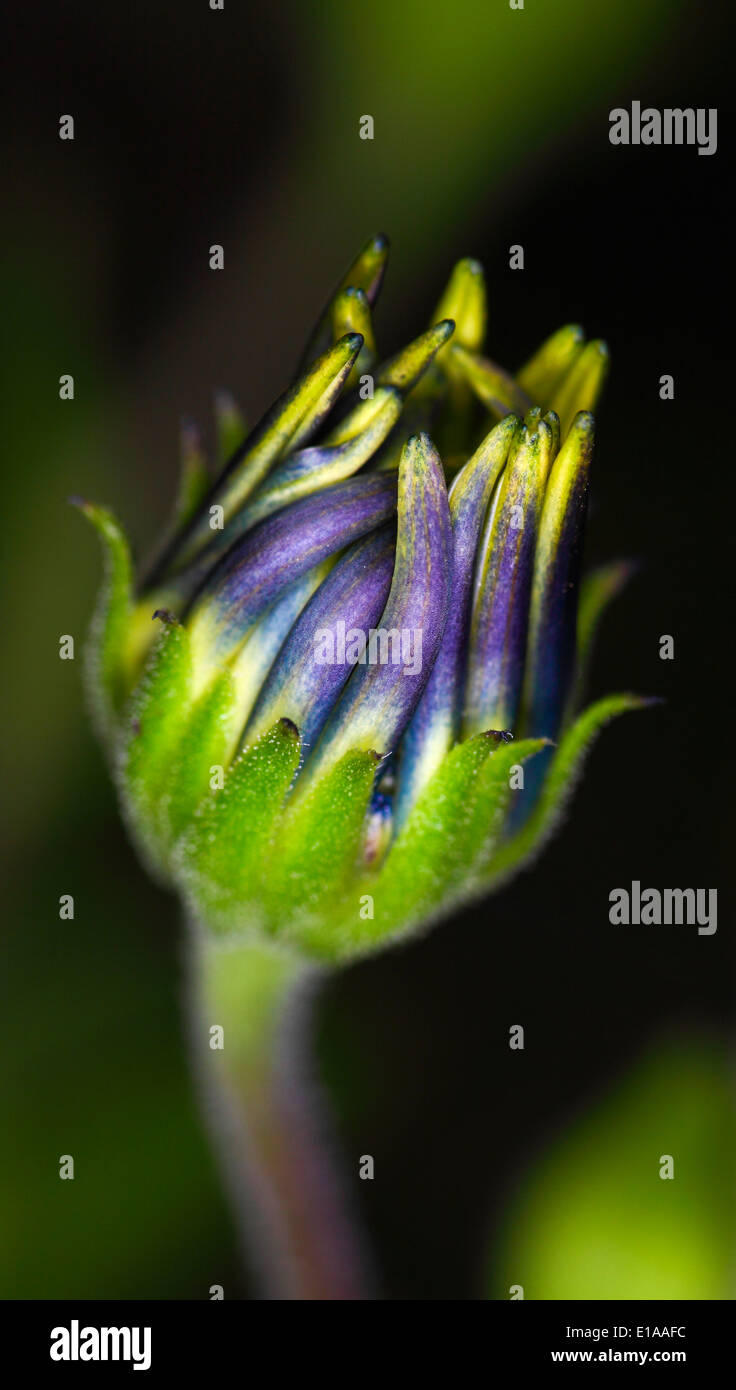 Cape daisy in bud Stock Photo - Alamy