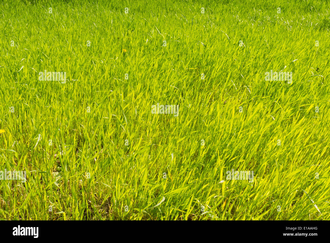 field of grass in sunny day Stock Photo - Alamy