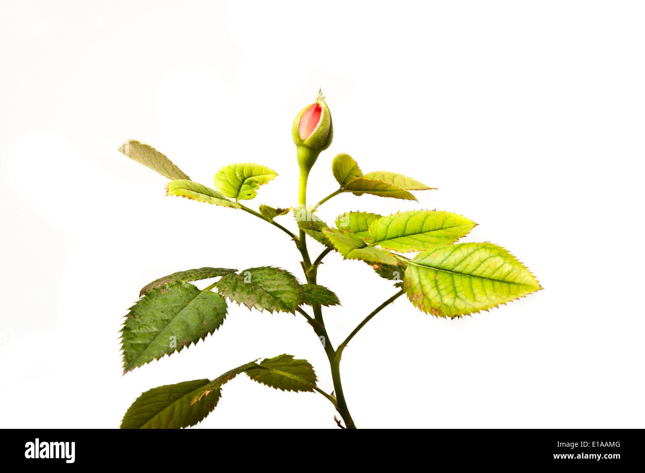 ''rosebud'' Cut Out Stock Images & Pictures - Alamy