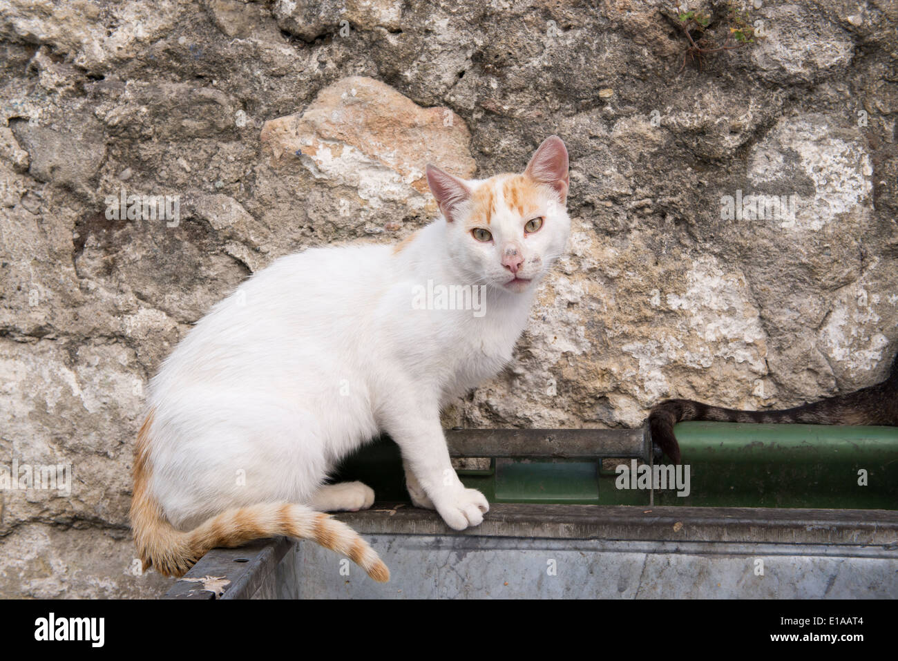 Alley cat hi-res stock photography and images - Alamy