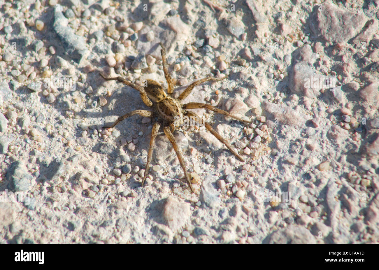 Lycosa spider or european wolf spider high magnification macro over ...