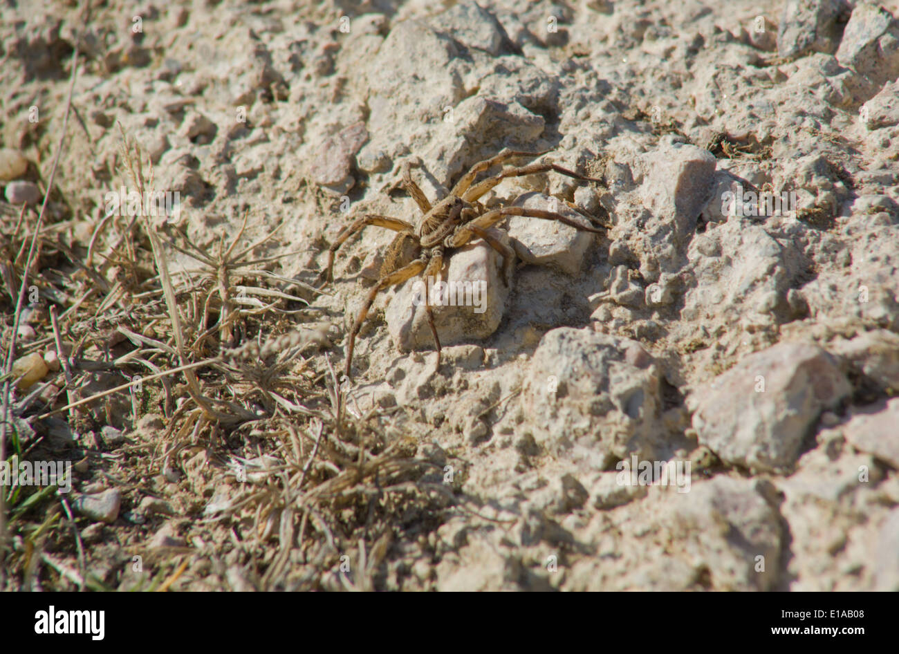 Lycosa spider or european wolf spider high magnification macro over ...