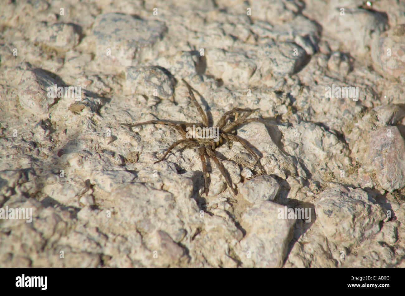 Lycosa spider or european wolf spider high magnification macro over ...