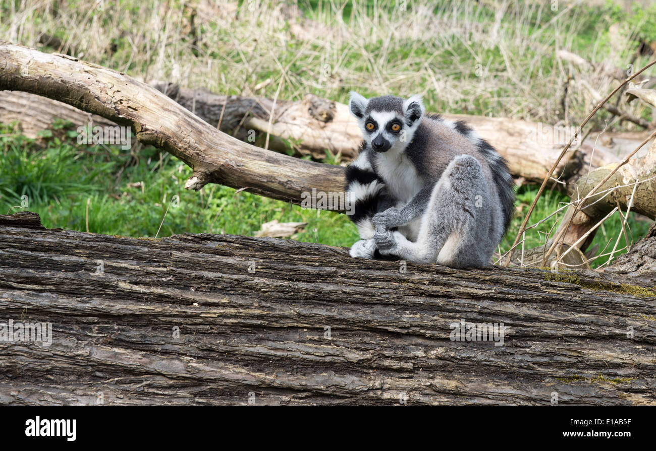 Ring tailed Lemurs Stock Photo - Alamy