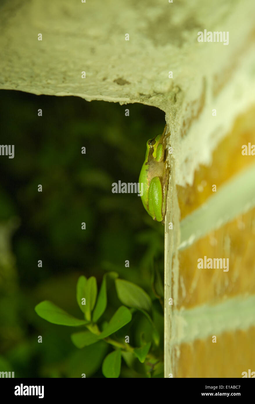 Hyla arborea or tree frog, a cute little green frog climbing a house ...