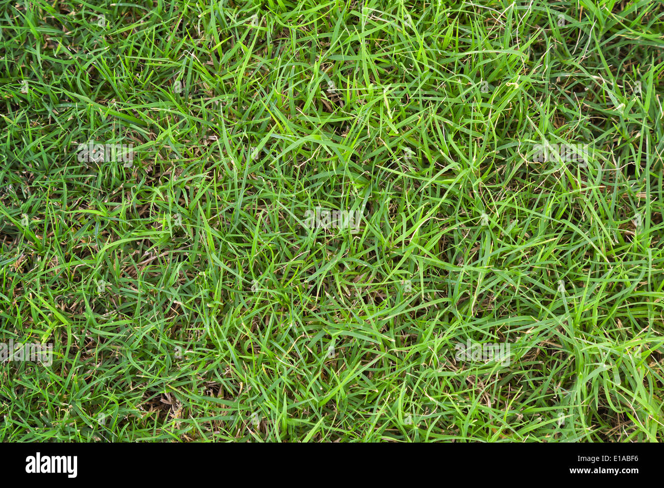 Golf grass green texture hi-res stock photography and images - Alamy