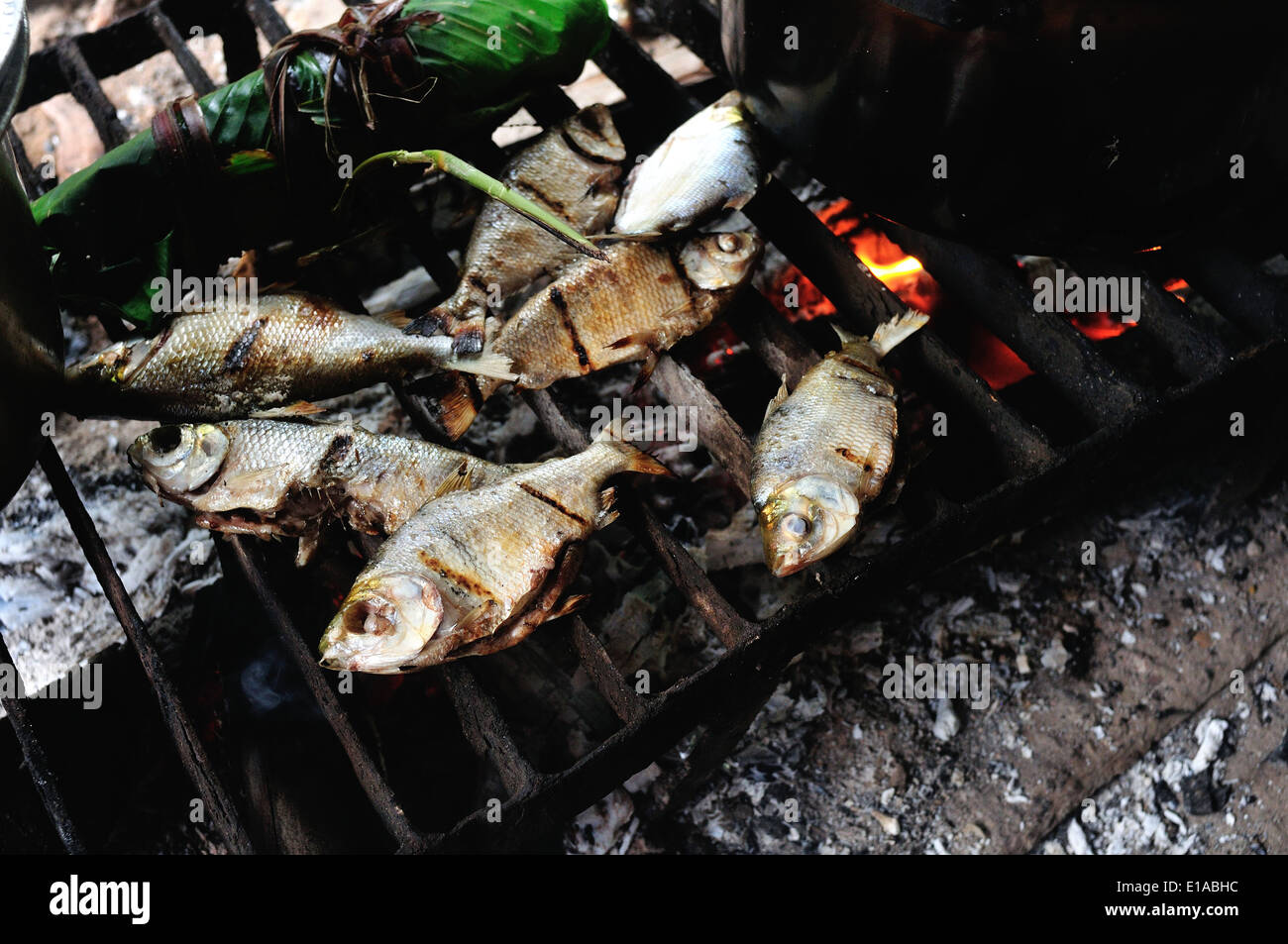 Bocachico fish - Traditional kitchen in Industria - PANGUANA ...
