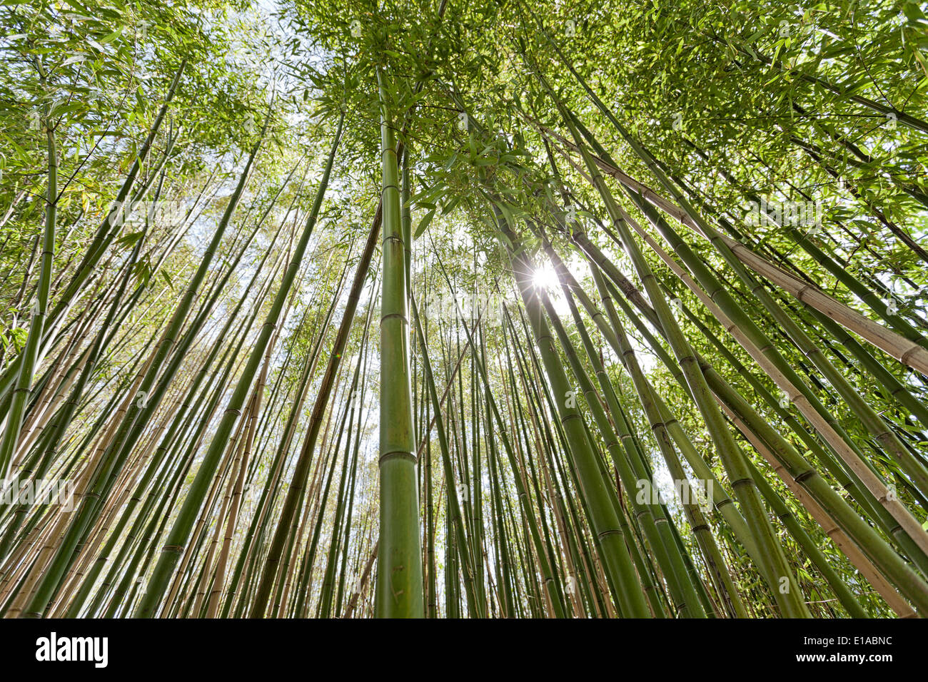Arashiyama bamboo forest with sun hi-res stock photography and images ...