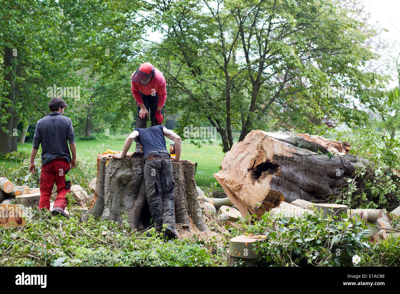 Workman using tree felling Equipment to cut down a diseased tree Stock ...