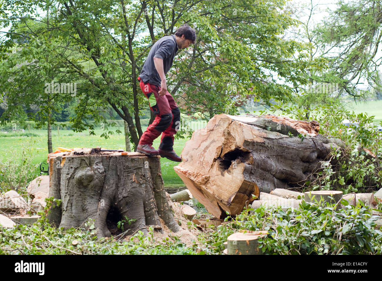 Workman using tree felling Equipment to cut down a diseased tree Stock ...