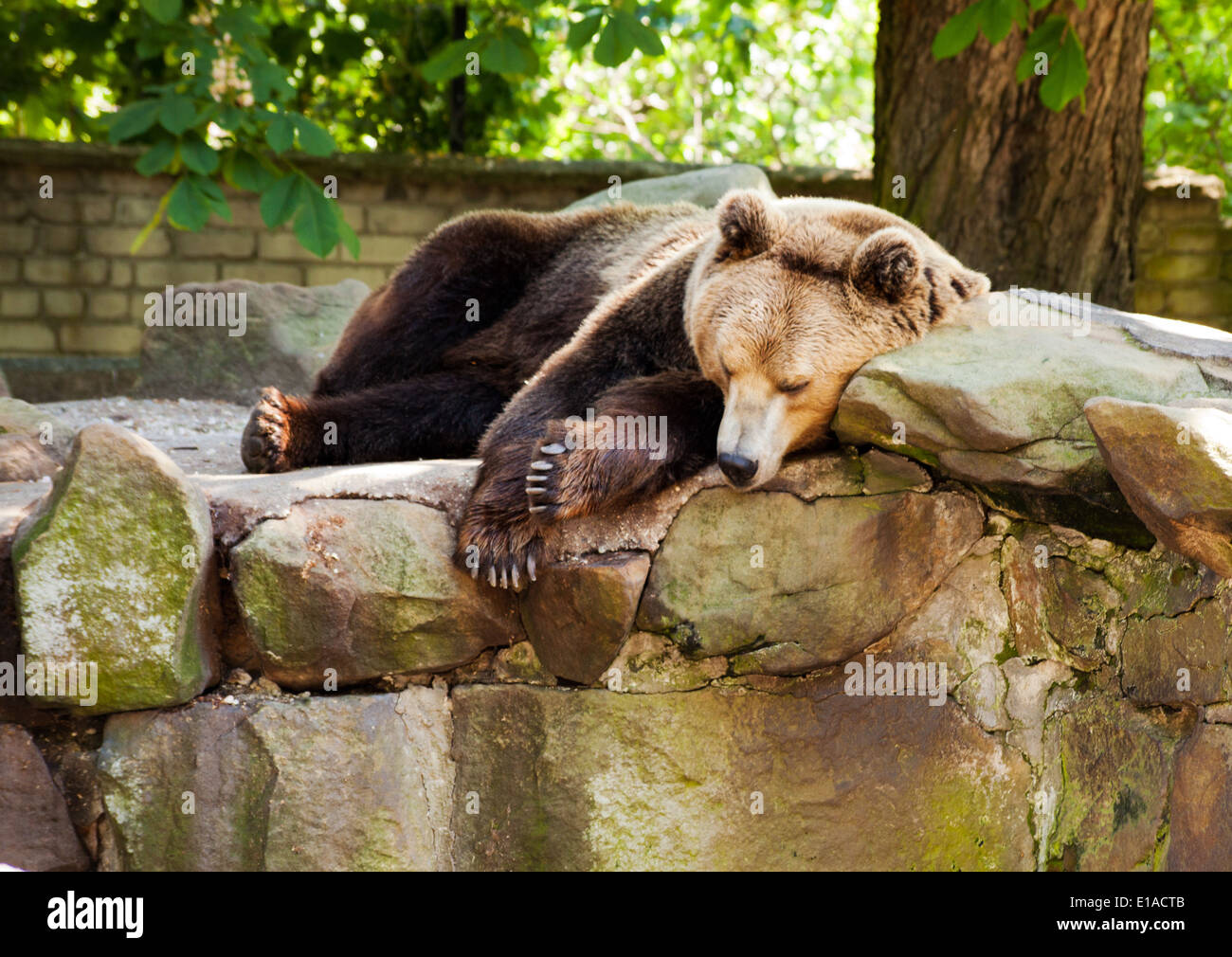 big brown bear in city zoo on sunny summer day Stock Photo - Alamy