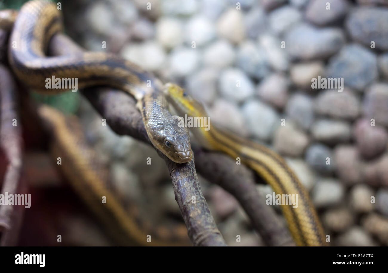 two snakes on the branch in city zoo Stock Photo - Alamy