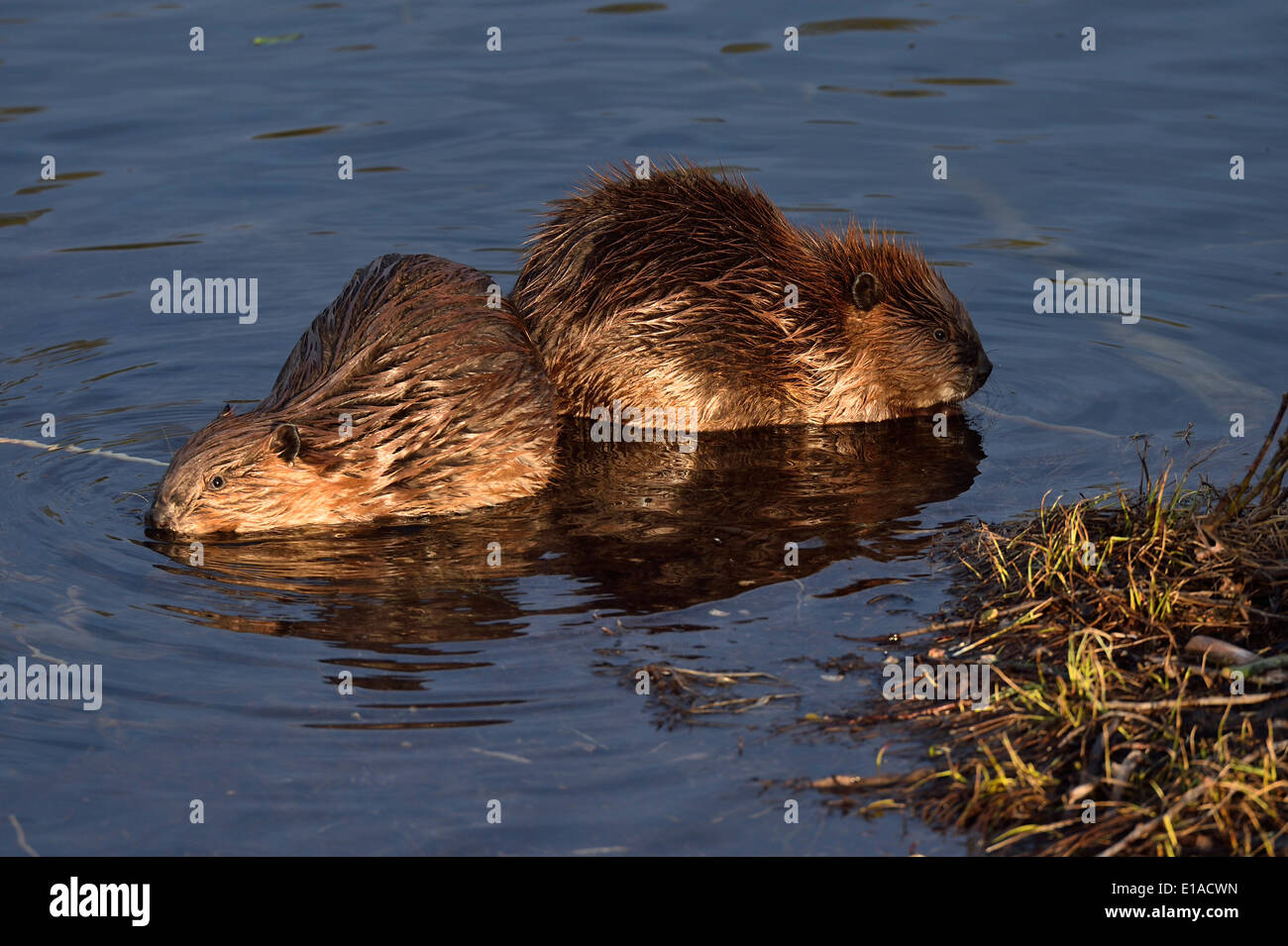 Two young beavers sitting in the water of their pond feeding on some ...