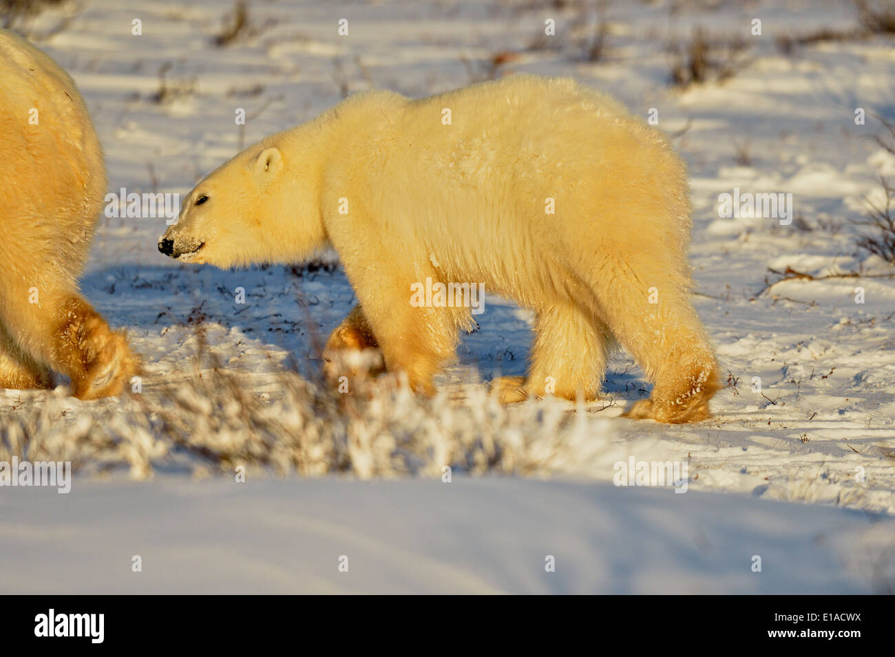 Polar bear (Ursus maritimus) Mother and yearling cub Wapusk National Park, Cape Churchill ...
