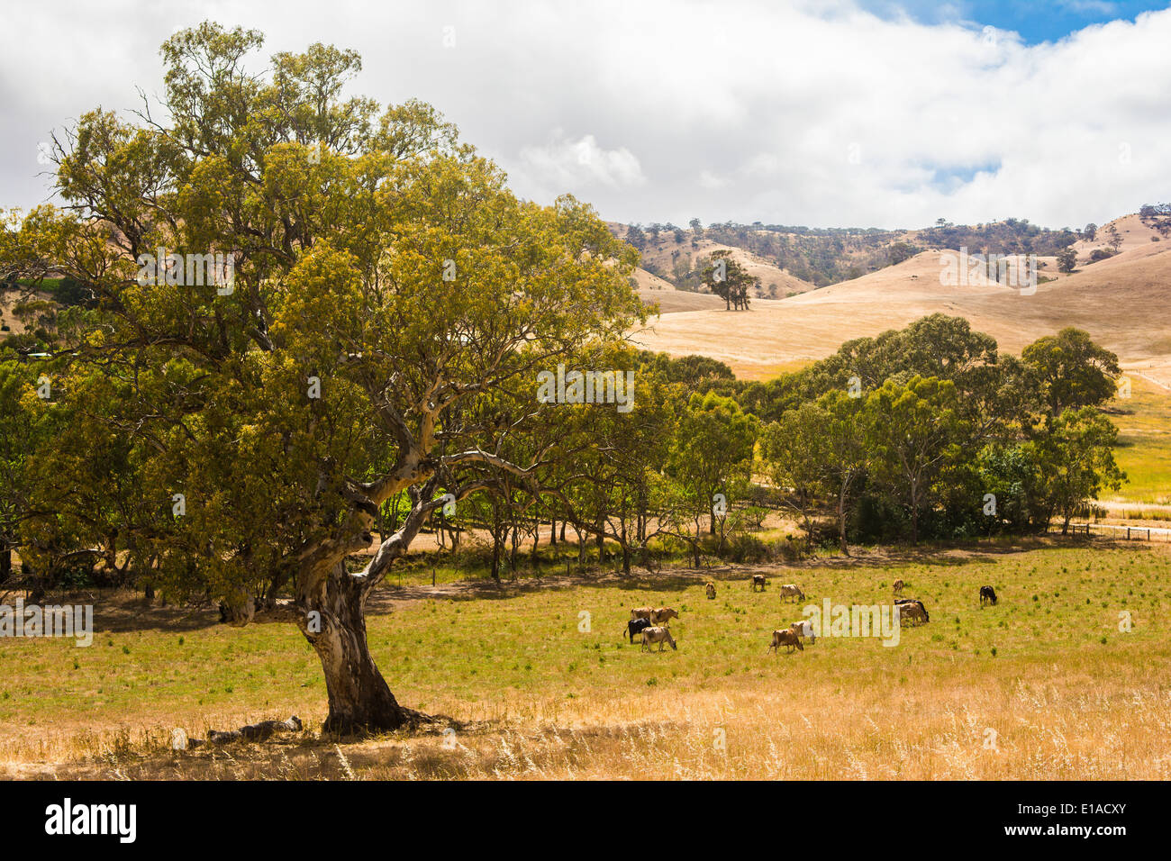 Cattle paddock hi-res stock photography and images - Alamy