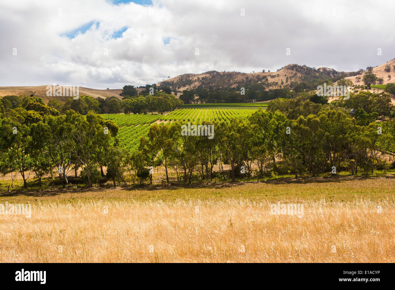 Vineyard, Barossa Valley, South Australia Stock Photo - Alamy