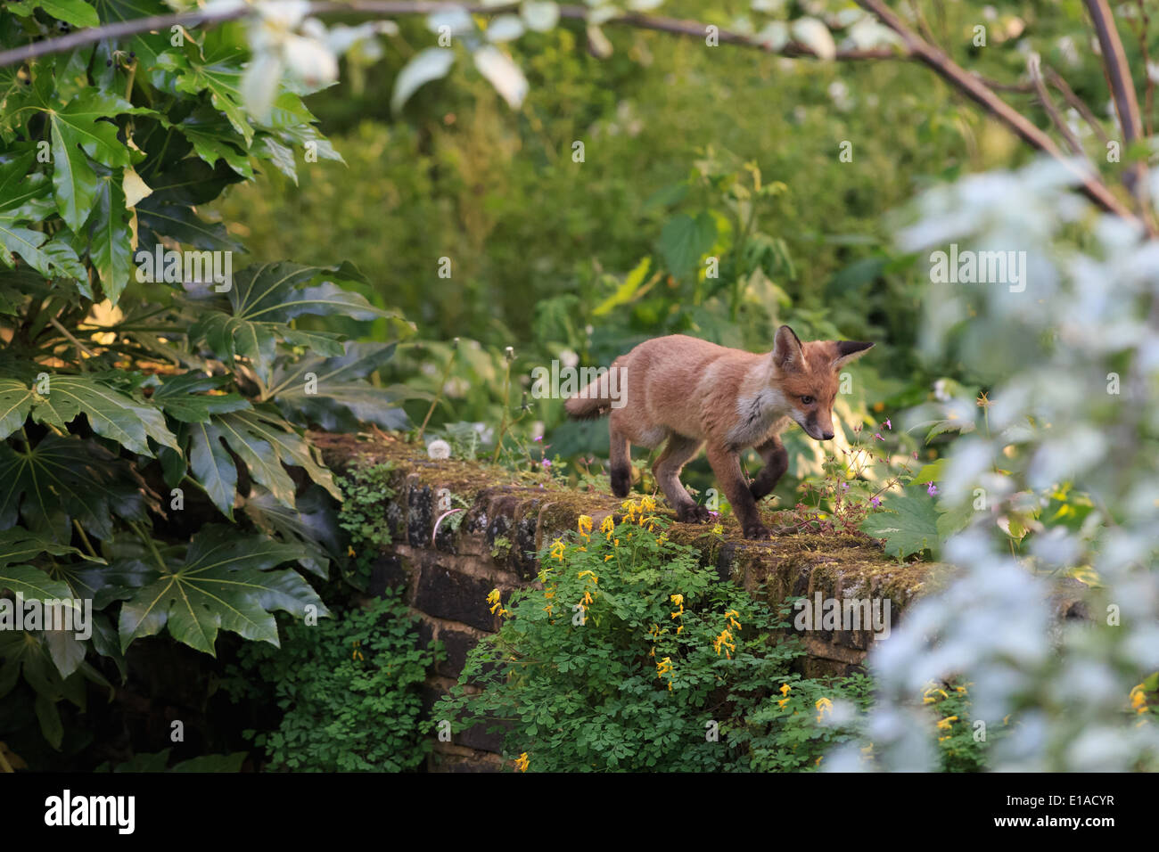 Fox cub running along a wall Stock Photo - Alamy