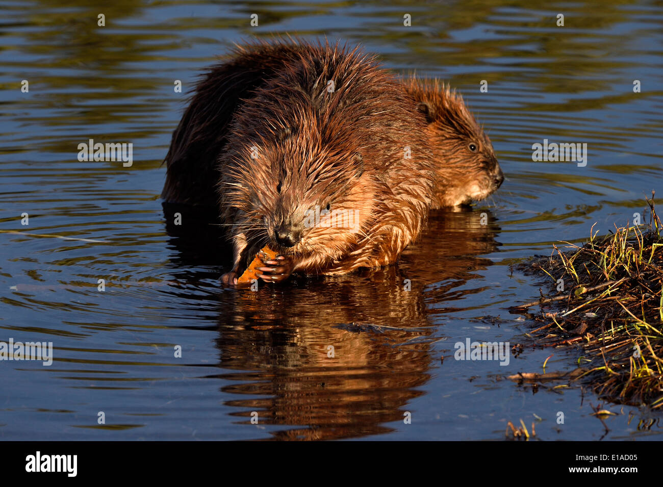 Two young beavers sitting in the water of their pond feeding on some ...