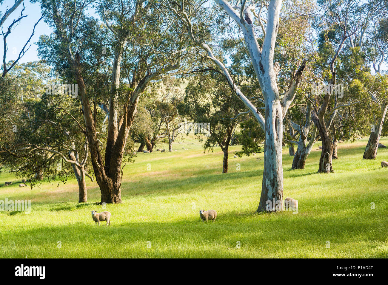 Australia paddock sheep hi-res stock photography and images - Alamy