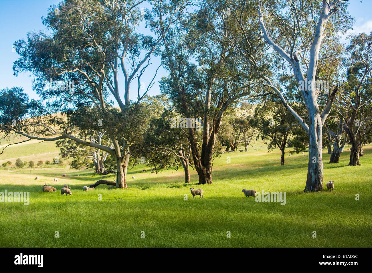 Australia paddock sheep hi-res stock photography and images - Alamy