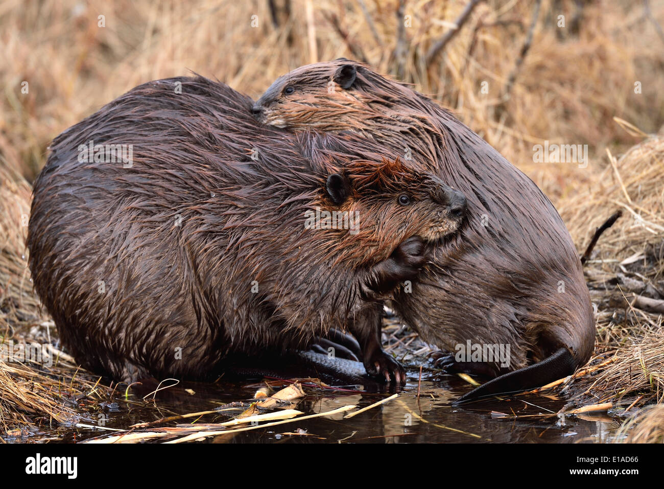 Two beavers 'Castor canadensis' sitting on the edge of their pond ...