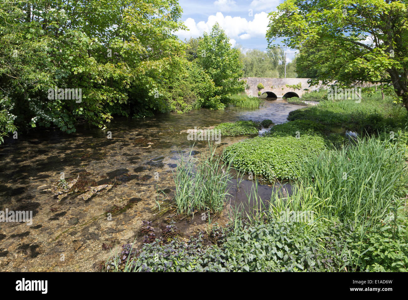 The River Leach that flows between the Cotswold villages of Eastleach ...
