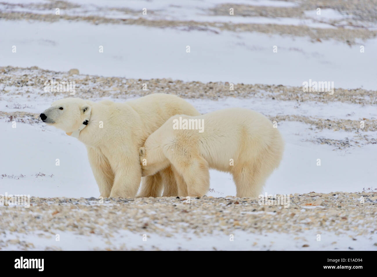 Polar Bear (Ursus maritimus) Mother and yearling second-year cub Wapusk National Park, Cape ...