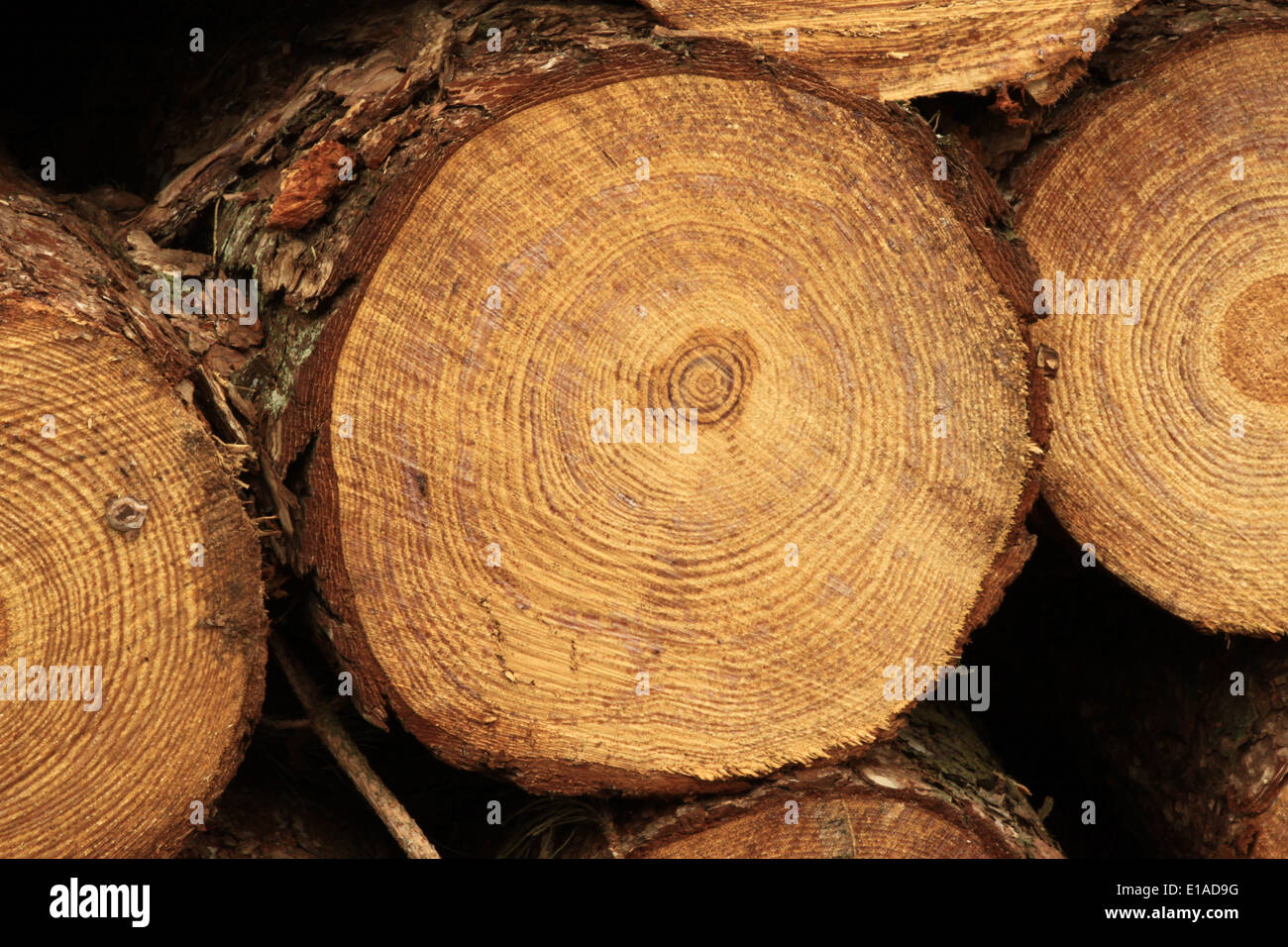 Pine log showing growth rings Stock Photo - Alamy