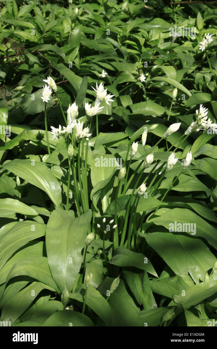 Ramsons, Allium ursinum Stock Photo - Alamy