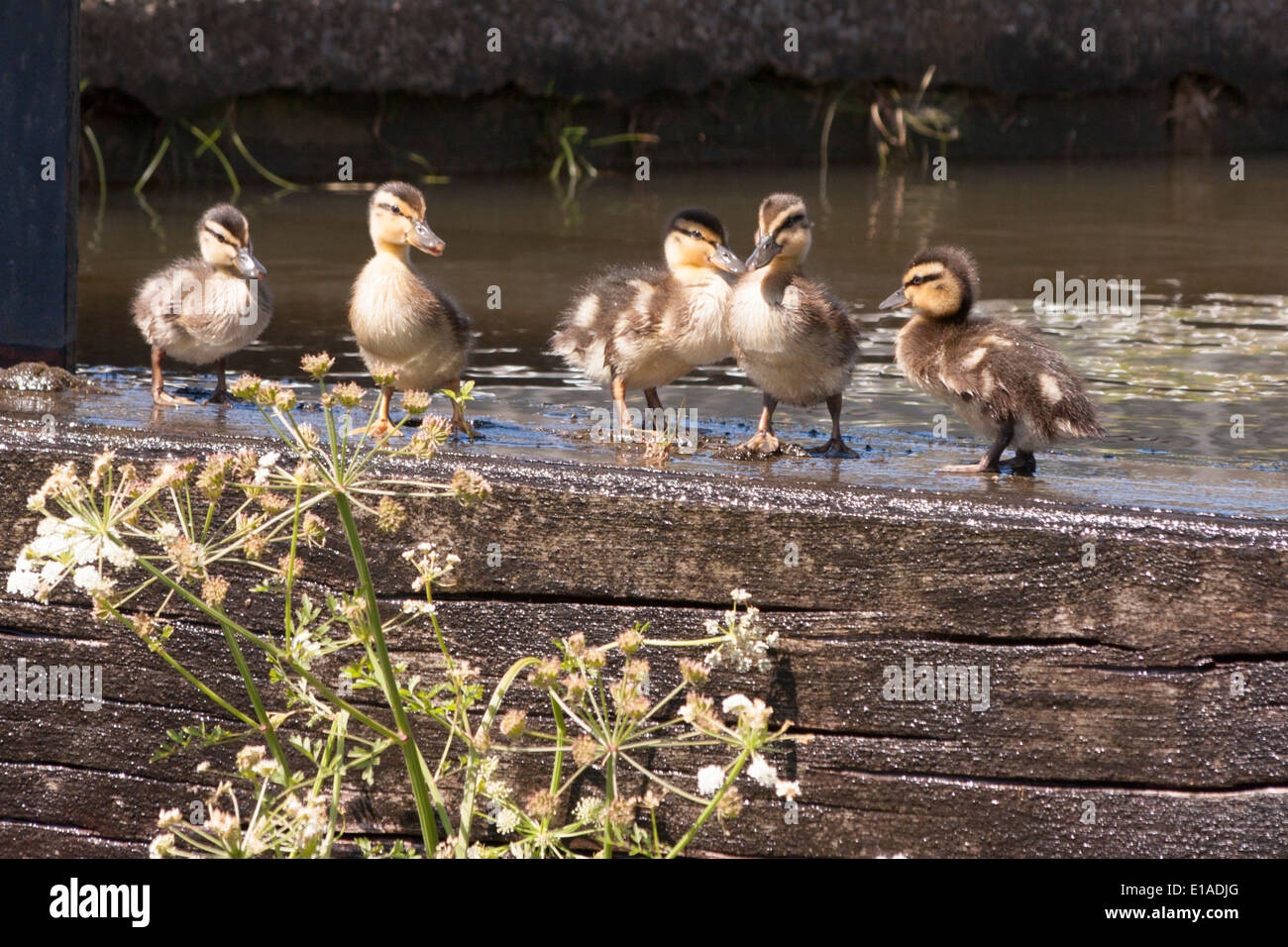 Spring hatchling hi-res stock photography and images - Alamy