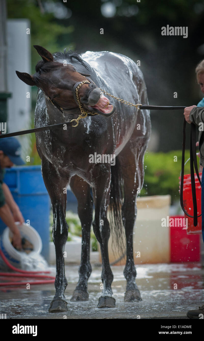 Curlin High Resolution Stock Photography and Images - Alamy