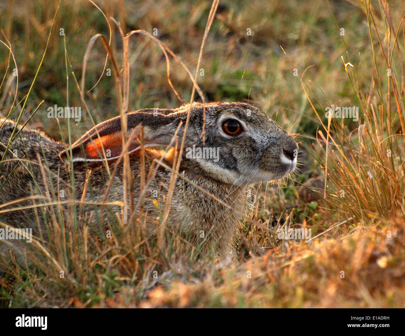 Hare lepus microtis hi-res stock photography and images - Alamy