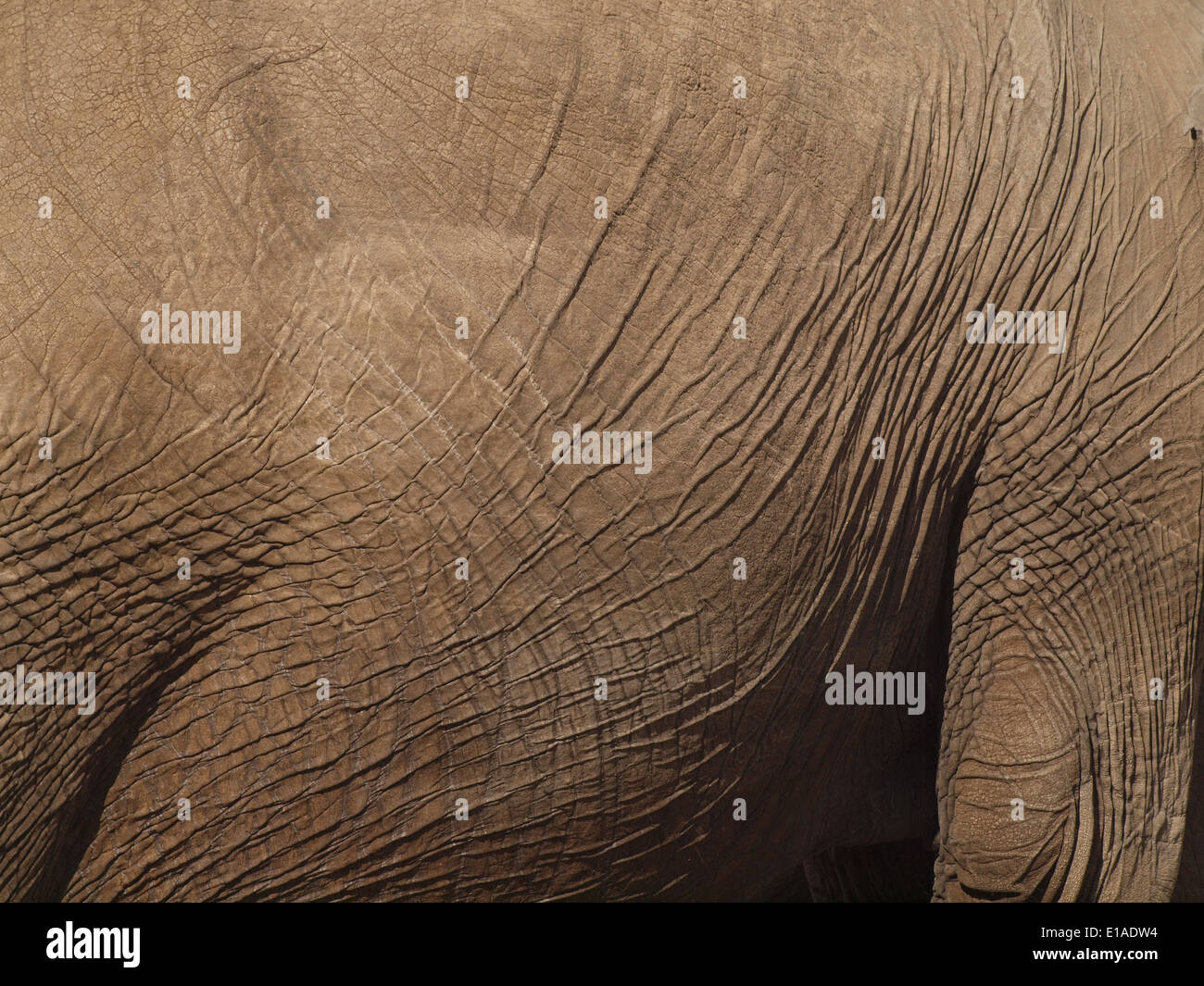 ancient hide on flank of cow African elephant (Loxodonta africana ...