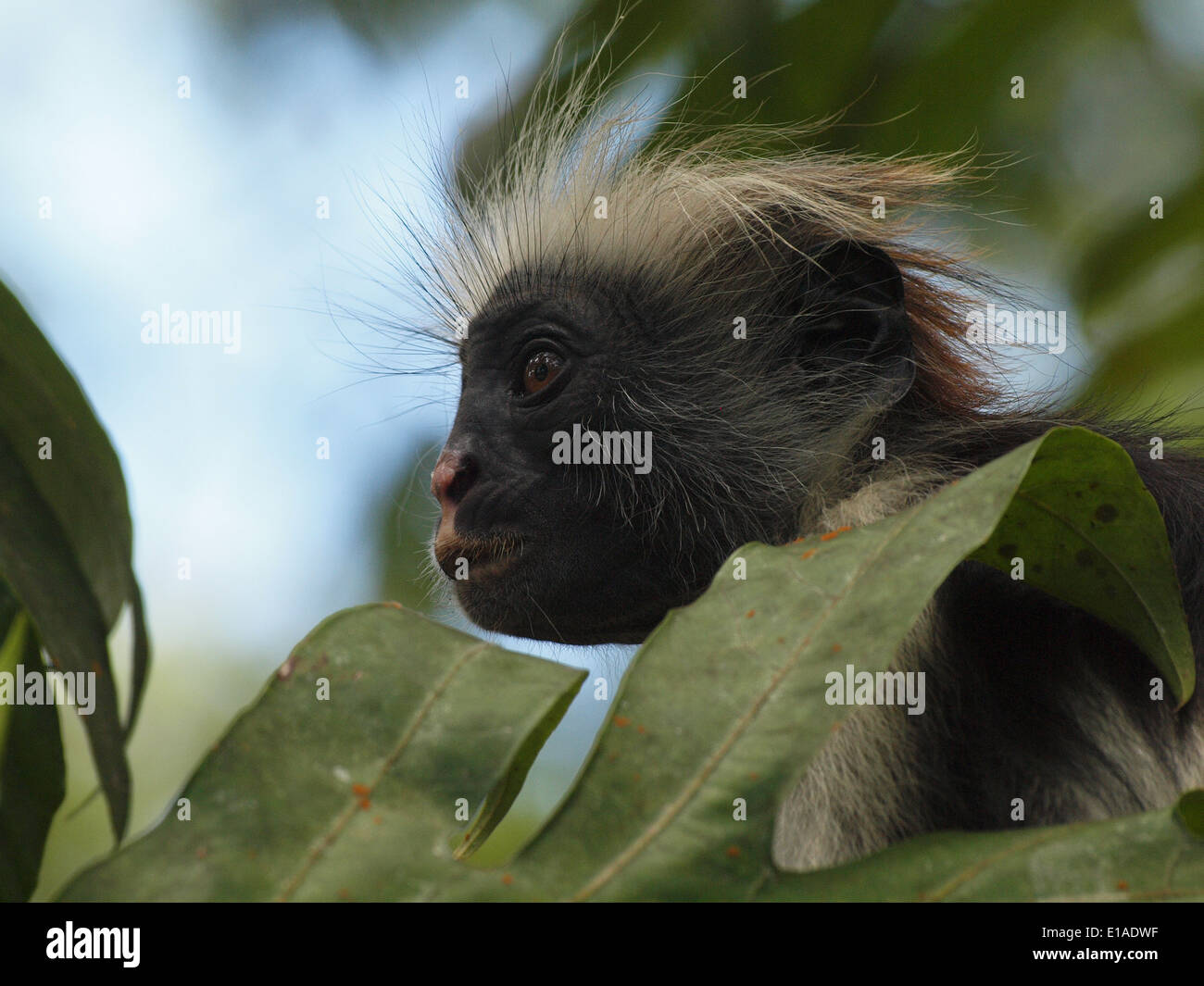 endemic red backed colobus or Zanzibar Colobus monkey (Procolobus ... endemic red backed colobus or Zanzibar Colobus monkey (Procolobus ...