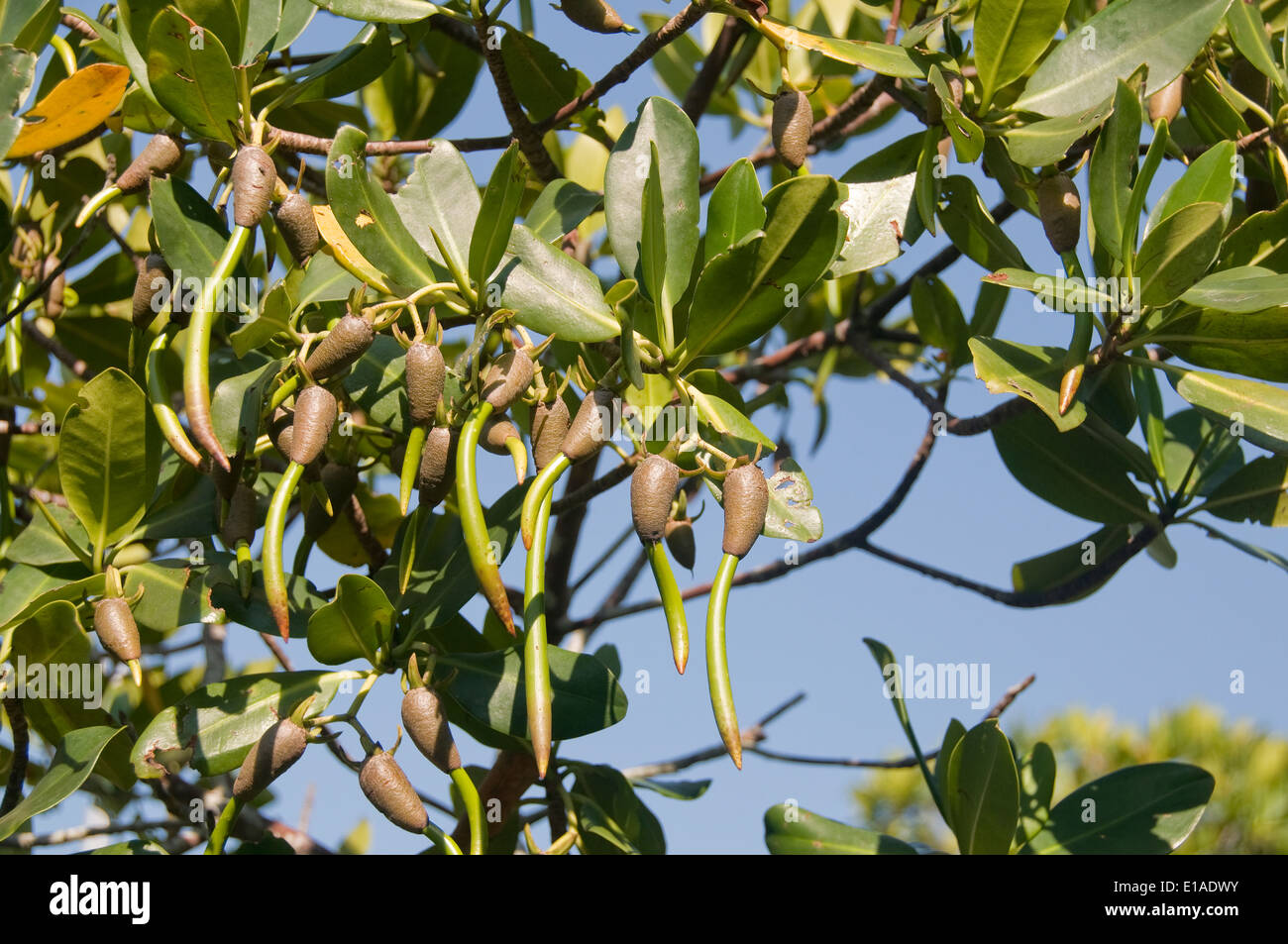 Mangrove Trees Seeds