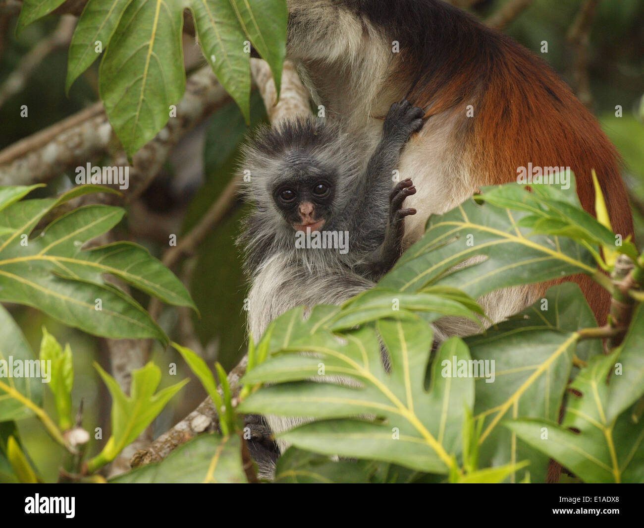 endemic female red backed colobus or Zanzibar Colobus monkey ... endemic female red backed colobus or Zanzibar Colobus monkey ...
