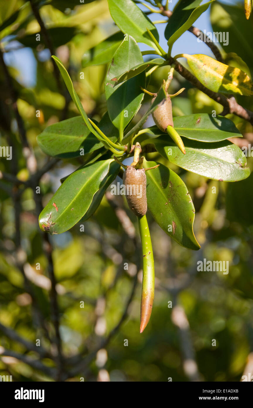 Mangrove Trees Seeds