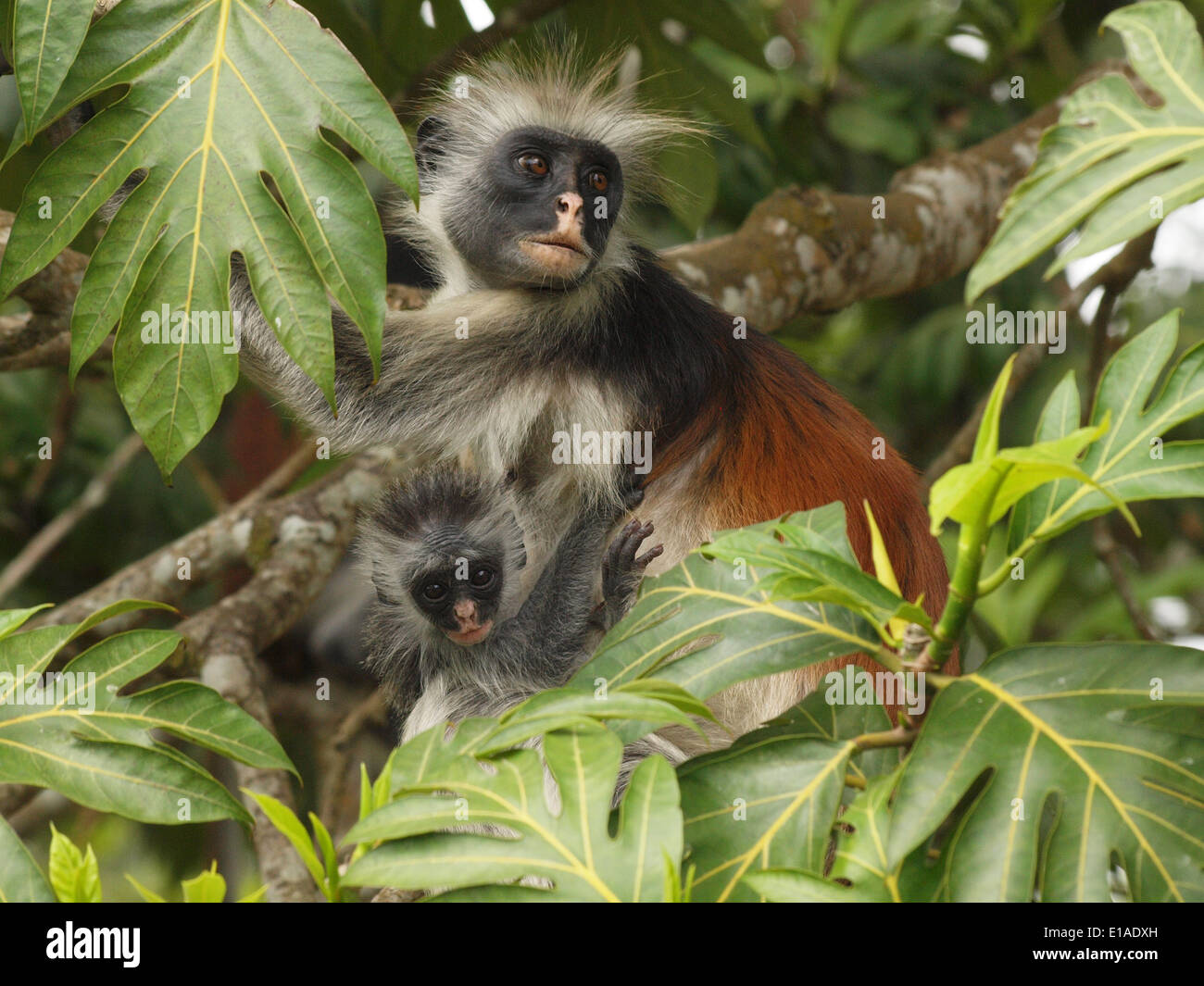 endemic female red backed colobus or Zanzibar Colobus monkey ... endemic female red backed colobus or Zanzibar Colobus monkey ...