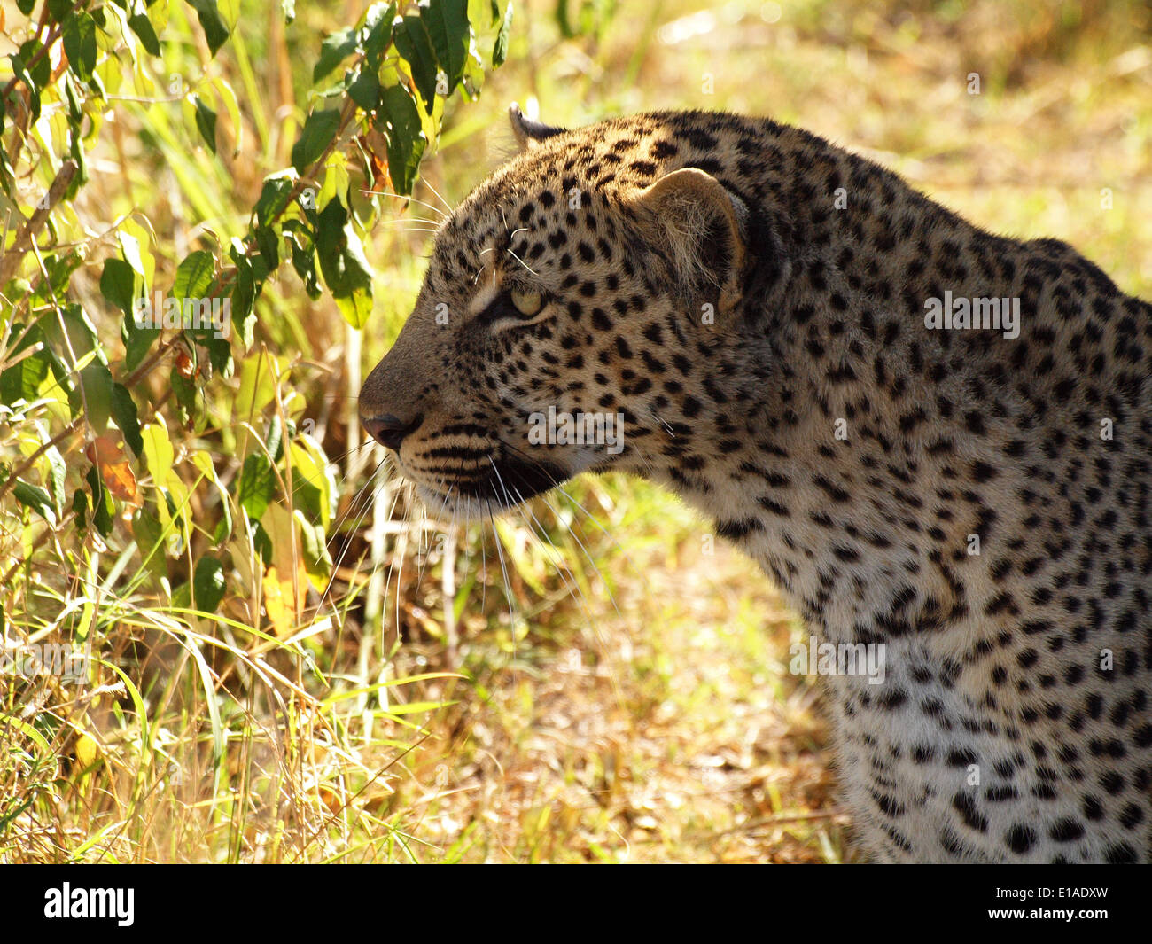 Leopard focus hi-res stock photography and images - Alamy
